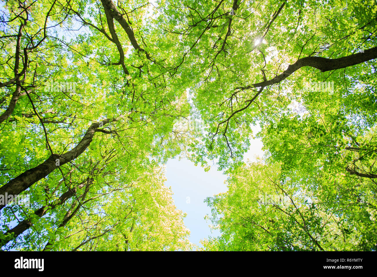 green forest landscape Stock Photo - Alamy