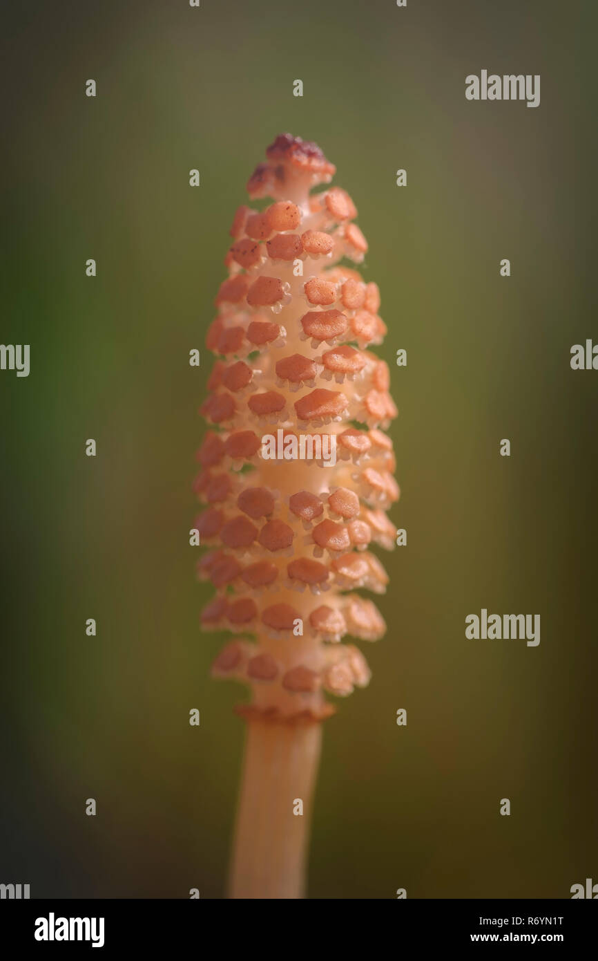 Spore germination hi-res stock photography and images - Alamy