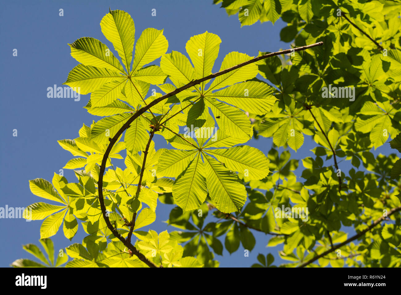 chestnut tree in the sun Stock Photo - Alamy