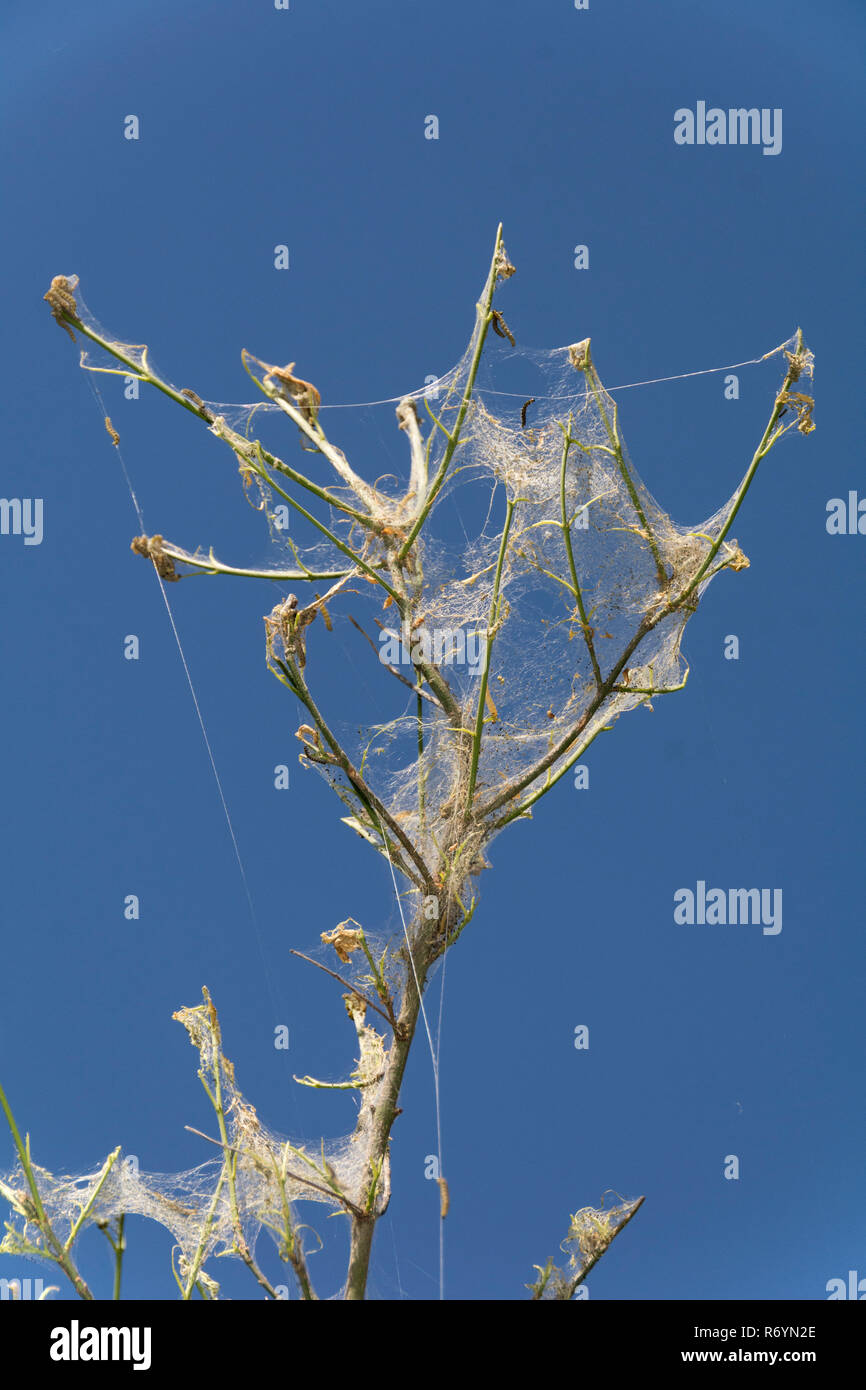 Insect webs hi-res stock photography and images - Alamy