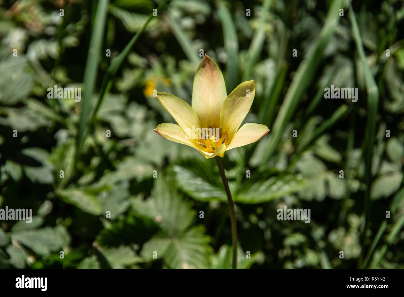 yellow flower on long stalk Stock Photo - Alamy