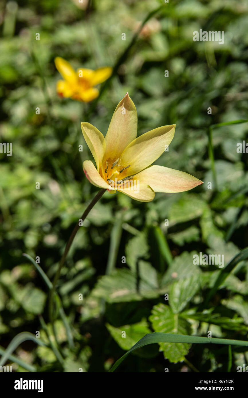 yellow flower on long stalk Stock Photo - Alamy