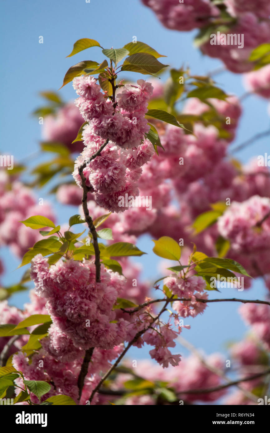 cherry blossom in bonn Stock Photo - Alamy