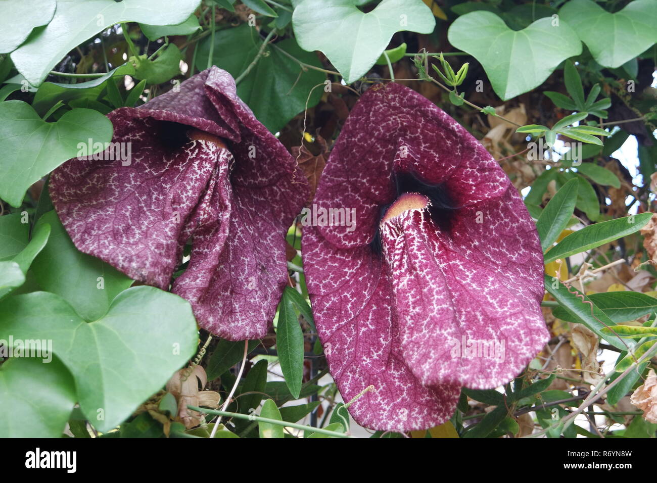 pipe flower with huge flowers Stock Photo - Alamy
