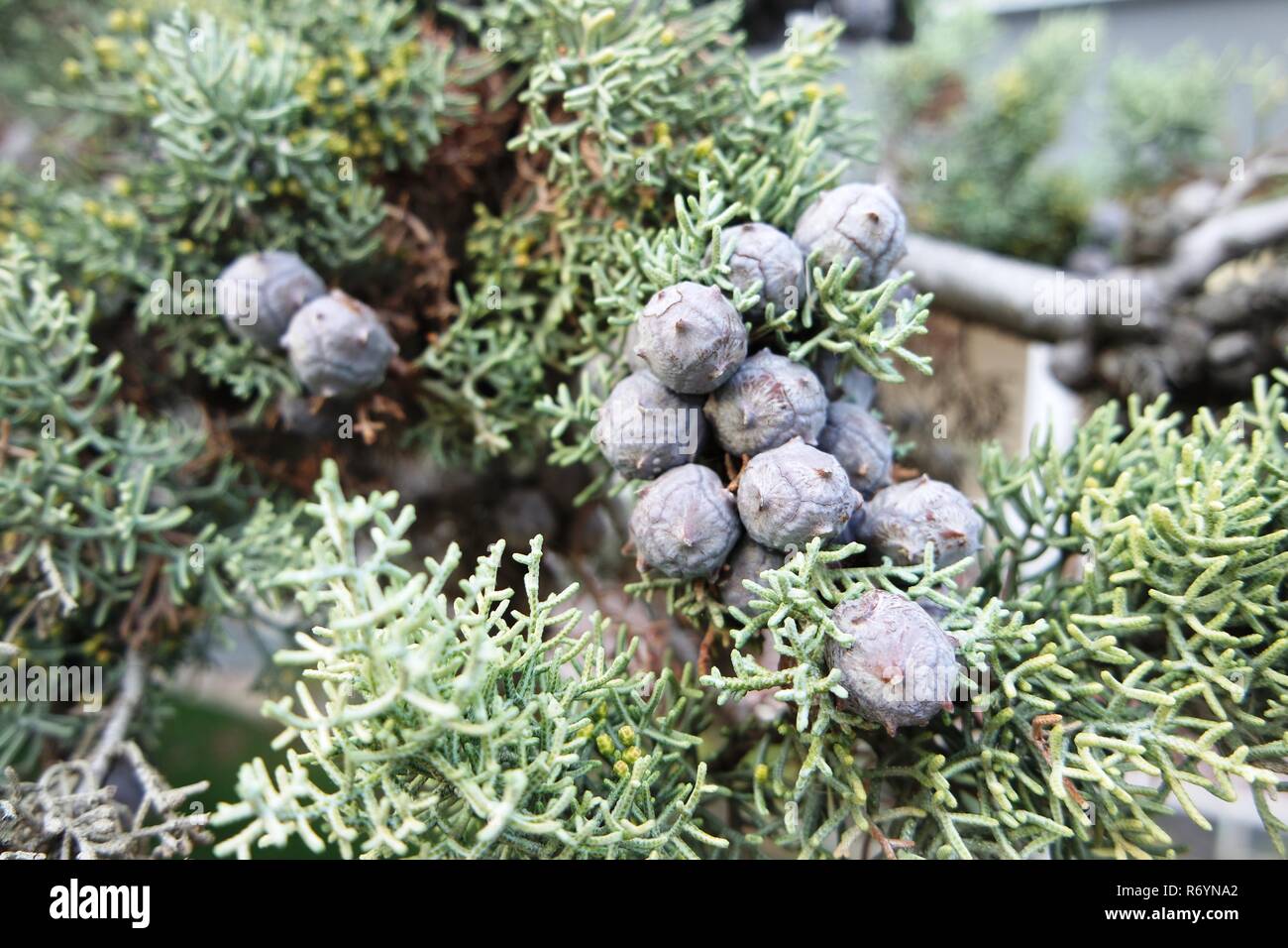Coniferales plants hi-res stock photography and images - Alamy