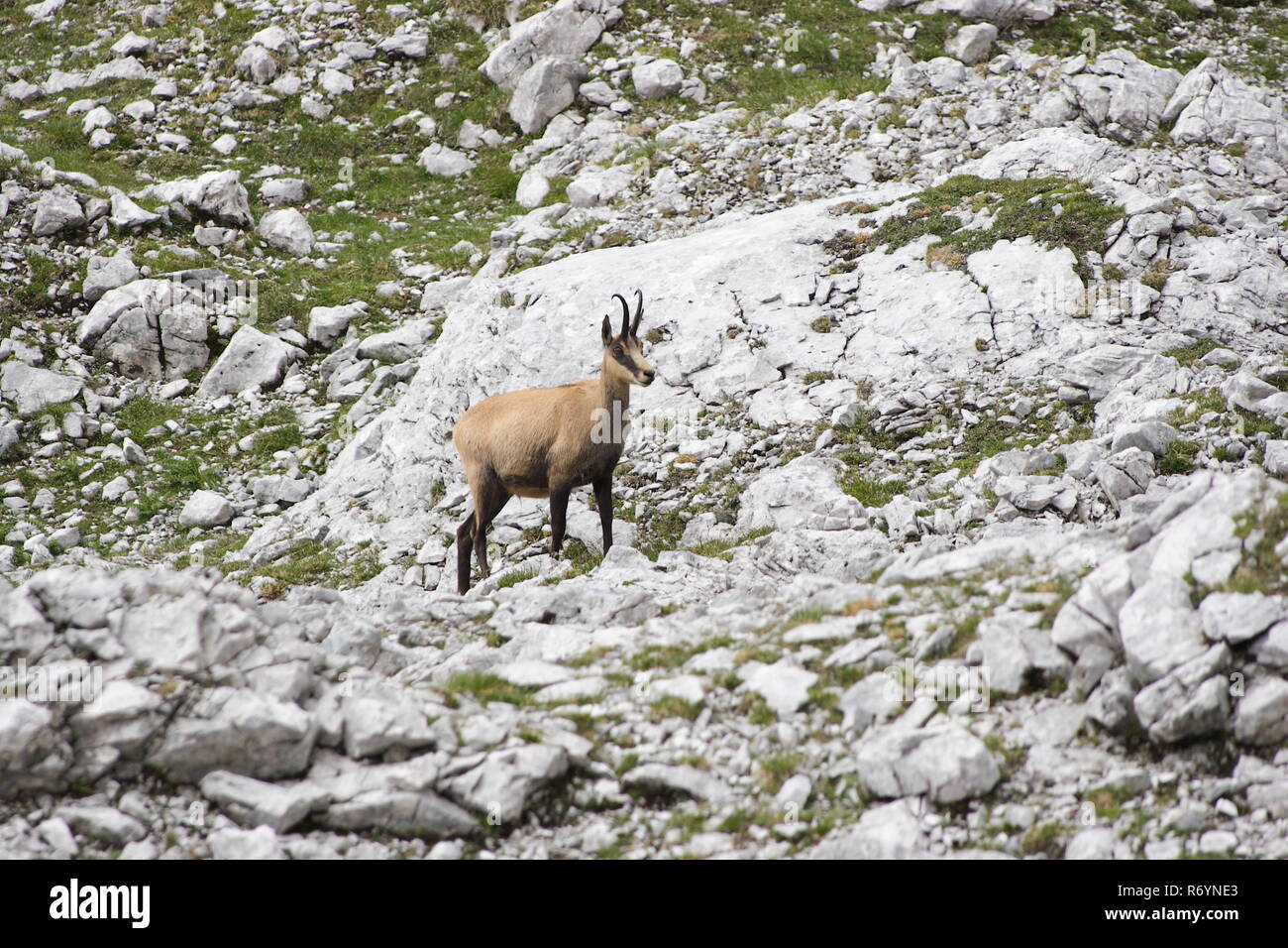 chamois in rock landscape Stock Photo - Alamy