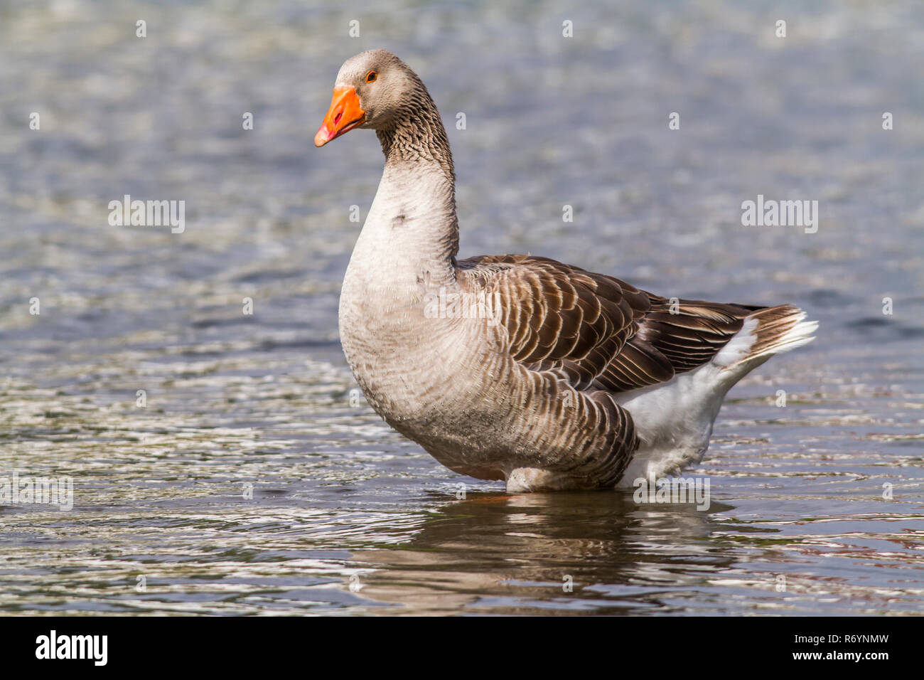 domestic goose (anser anser domestica Stock Photo - Alamy