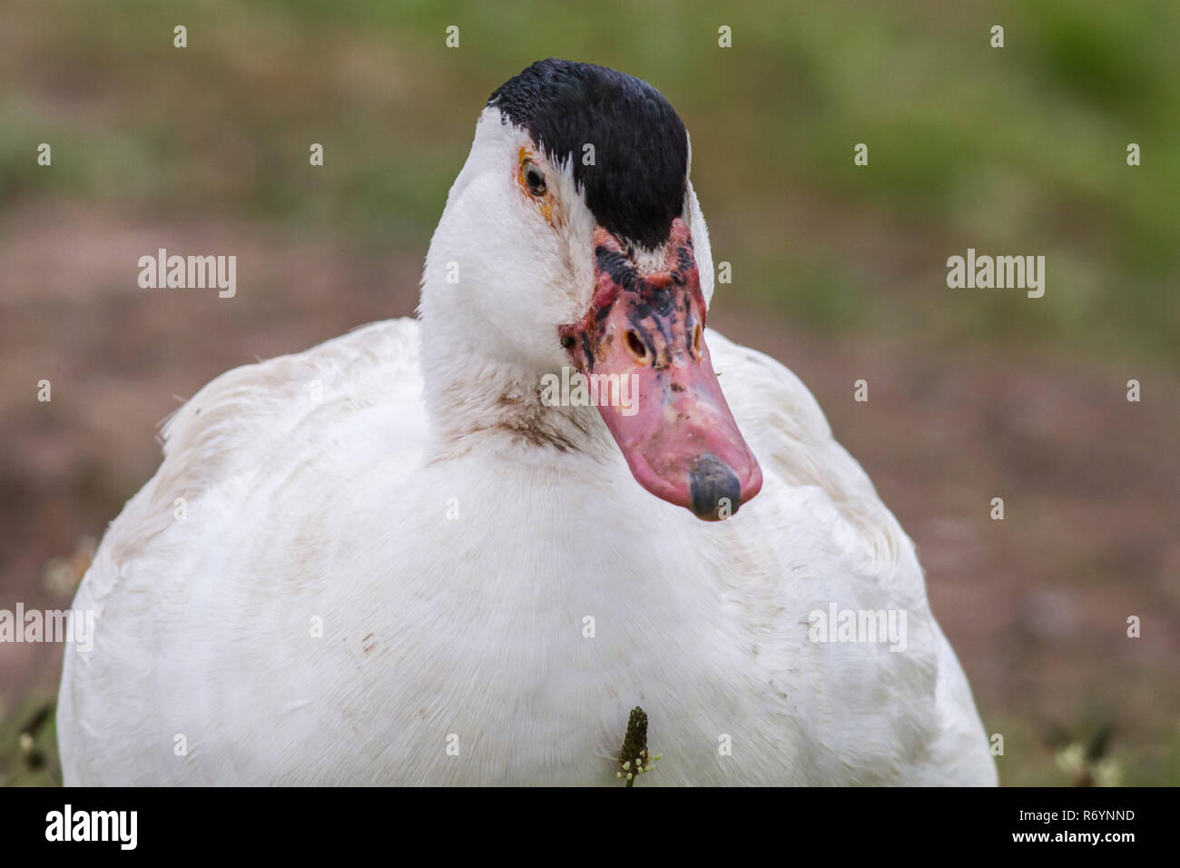 Wilde hausgans hi-res stock photography and images - Alamy