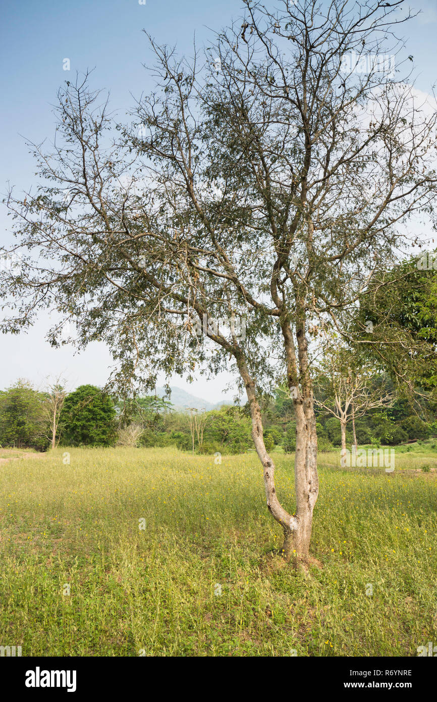 Tamarine tree hi-res stock photography and images - Alamy