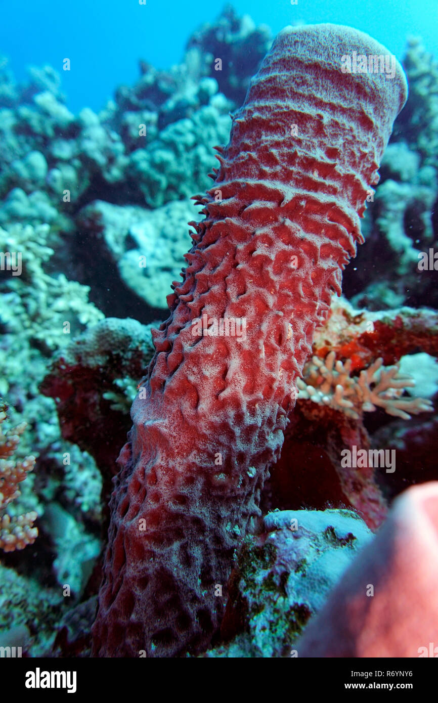 spiked sponge (callyspongia crassa Stock Photo - Alamy