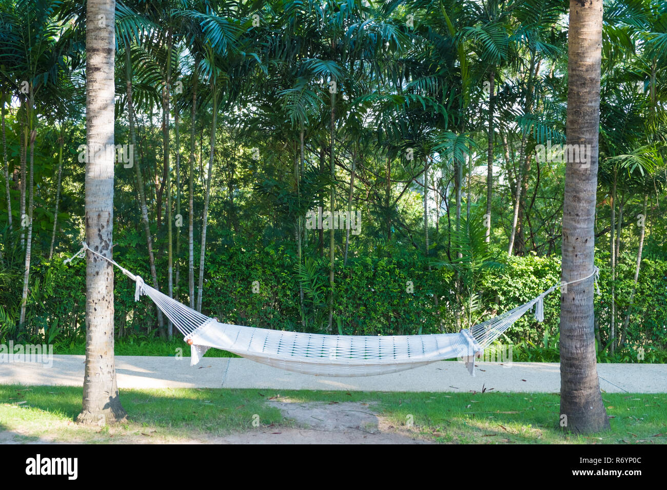 Empty white hammock hanging between two palm trees in garden with green ...