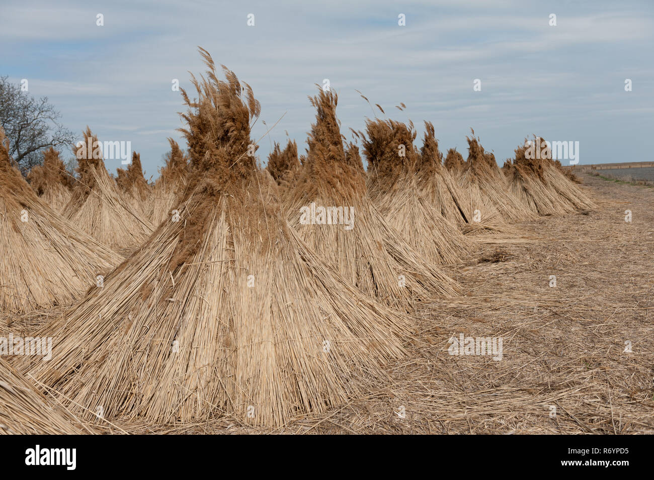 Waterreed hi-res stock photography and images - Alamy