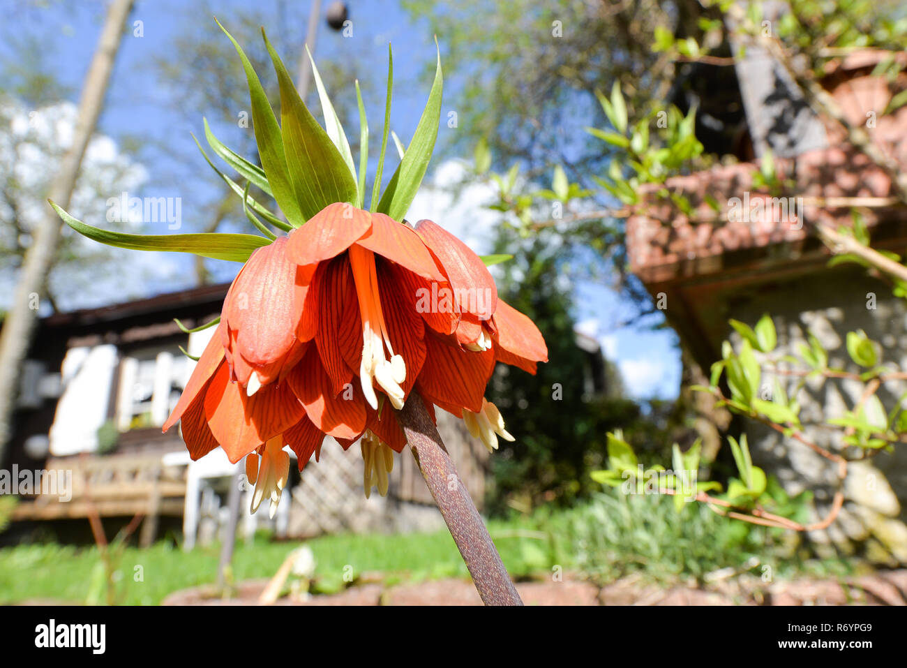 Onion crown hi-res stock photography and images - Alamy