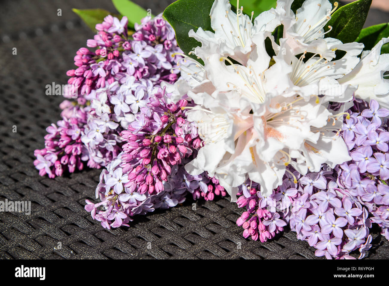 purple lilac as a soft floral background Stock Photo - Alamy
