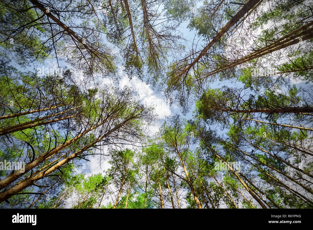 Trees and sky from below Stock Photo - Alamy