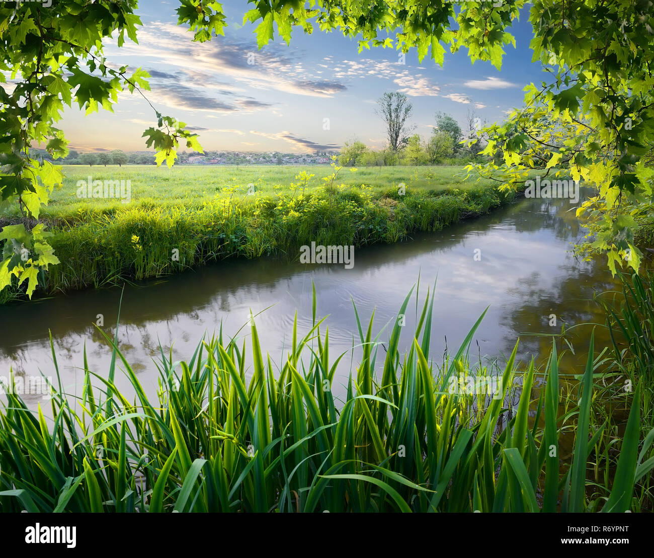 Maple tree and reeds on river Stock Photo - Alamy