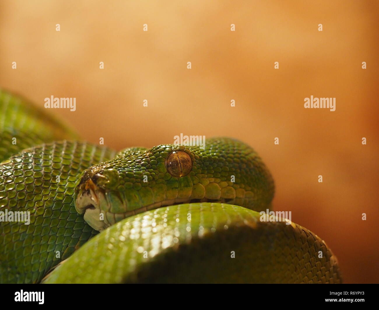 green tree python Stock Photo - Alamy