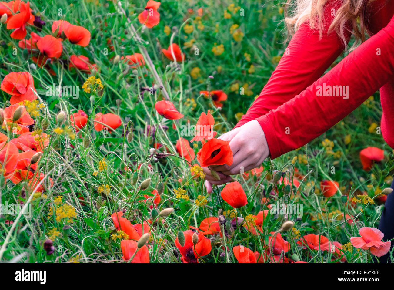 Tearing the poppies for a bouquet. Poppy flowers in the clearing ...