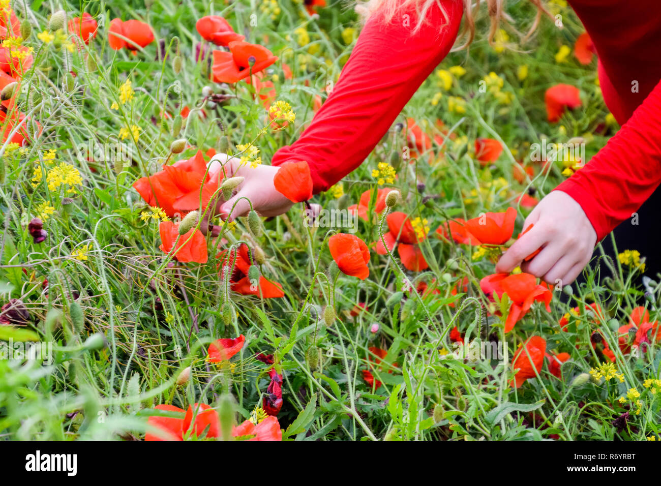 Tearing the poppies for a bouquet. Poppy flowers in the clearing ...