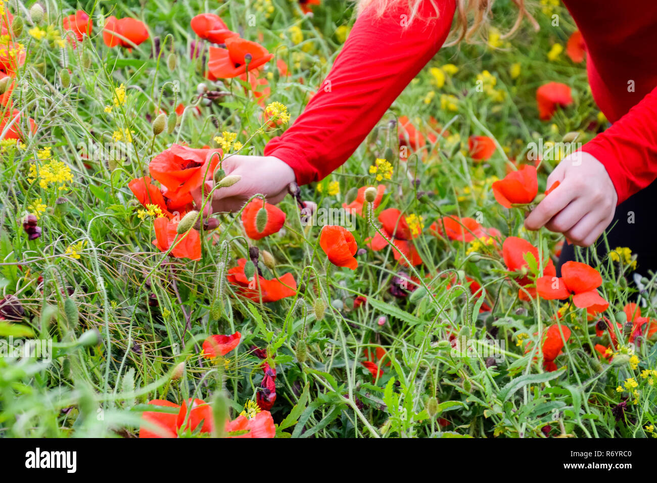 Tearing the poppies for a bouquet. Poppy flowers in the clearing ...