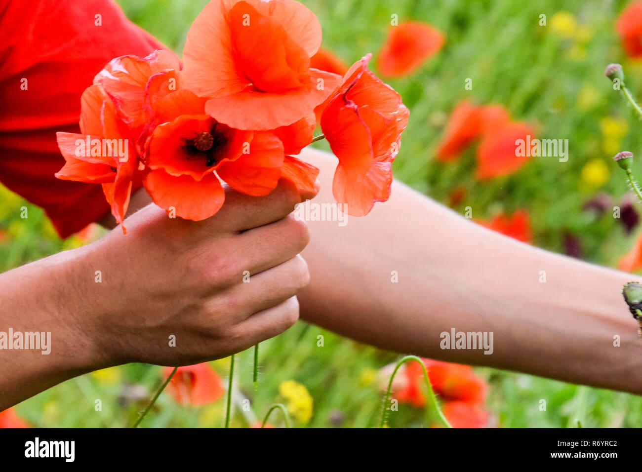 Tearing the poppies for a bouquet. Poppy flowers in the clearing ...