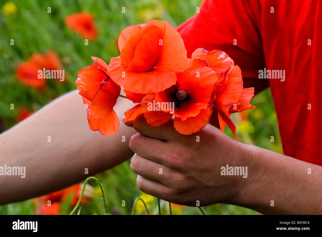 Tearing the poppies for a bouquet. Poppy flowers in the clearing ...