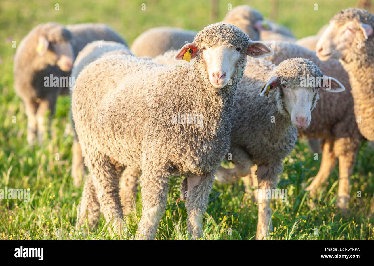 Sheep merina spain hi-res stock photography and images - Alamy