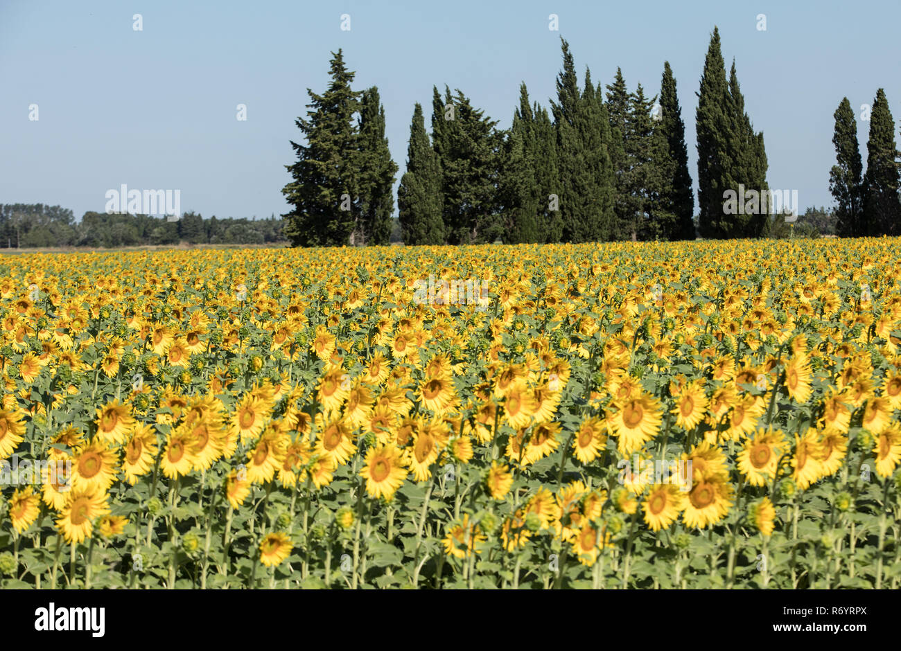 Van gogh sunflowers arles hi-res stock photography and images - Alamy