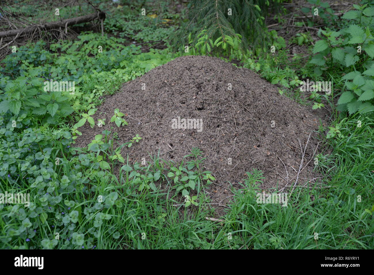 Ant hill ants hi-res stock photography and images - Alamy
