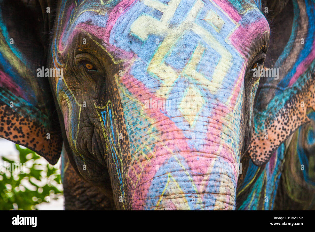 Elephant painted with acrylic hi-res stock photography and images - Alamy