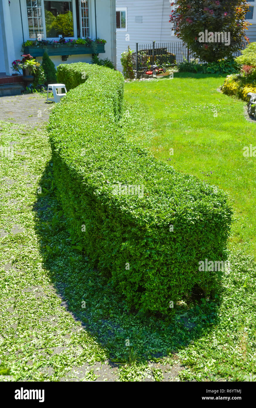 Curved hedge hi-res stock photography and images - Alamy