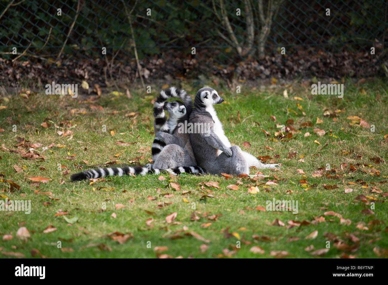 Friendly lemurs hi-res stock photography and images - Alamy
