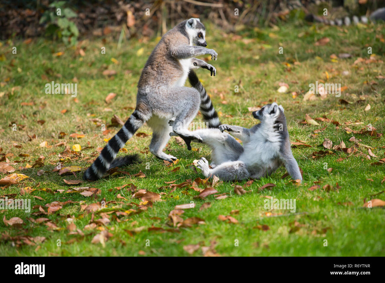 Friendly lemurs hi-res stock photography and images - Alamy