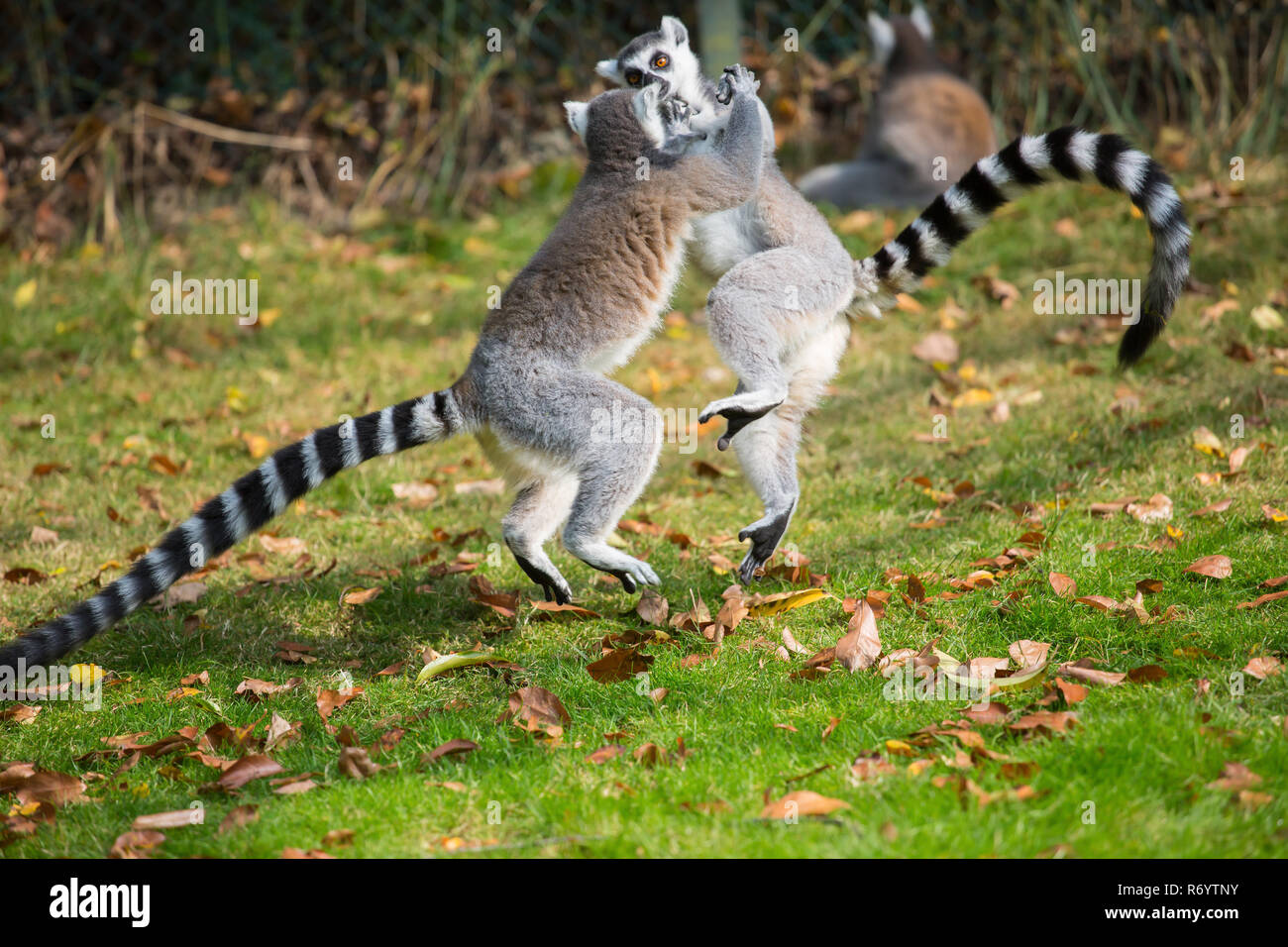 Friendly lemurs hi-res stock photography and images - Alamy