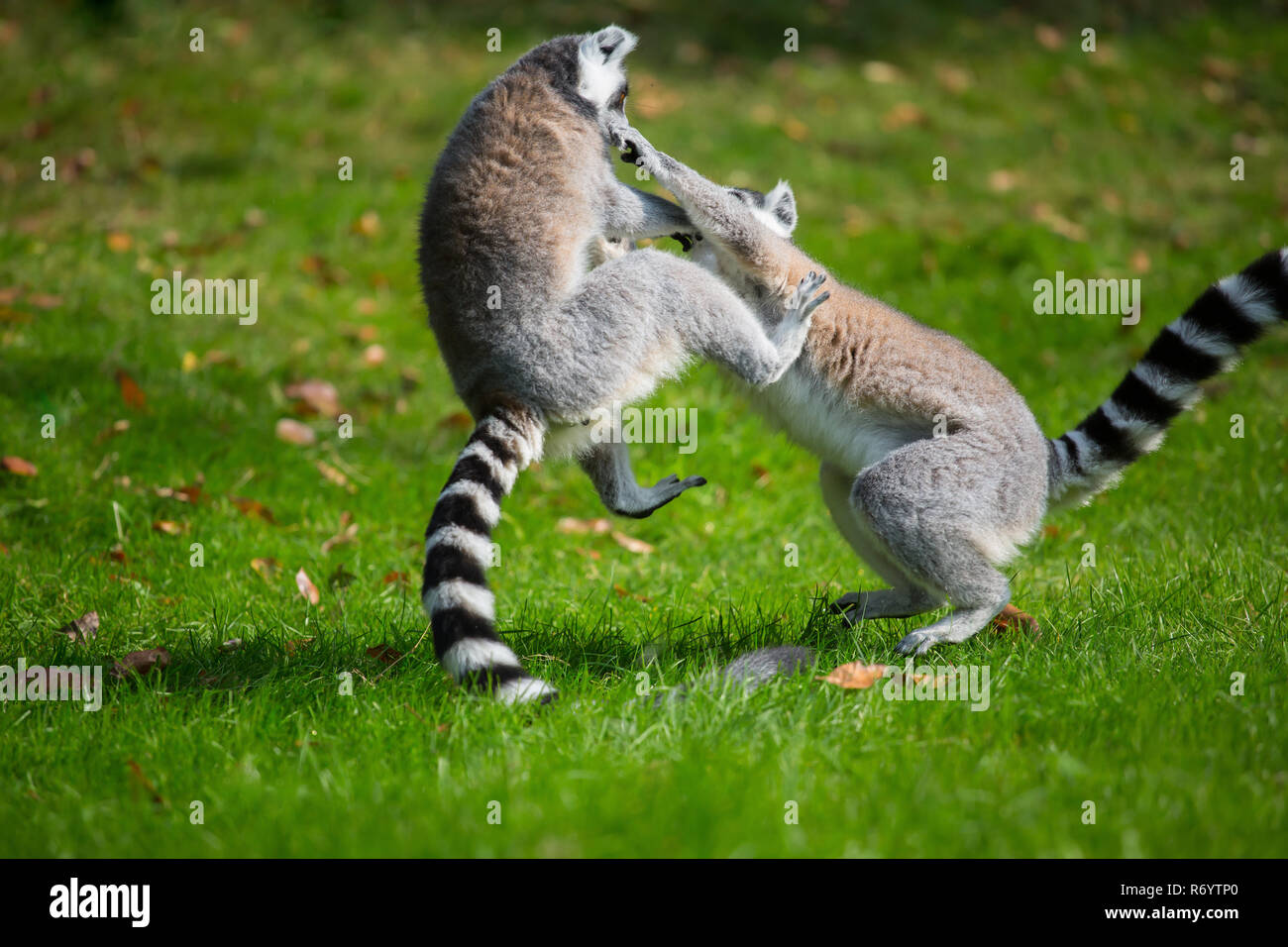 Friendly lemurs hi-res stock photography and images - Alamy