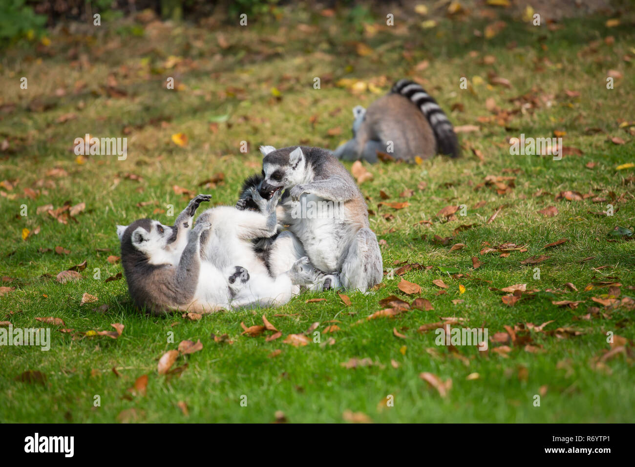 Friendly lemurs hi-res stock photography and images - Alamy