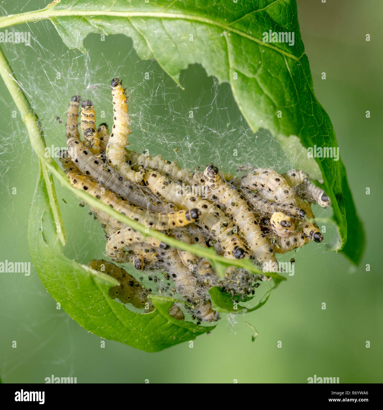 Community spider nest hi-res stock photography and images - Alamy