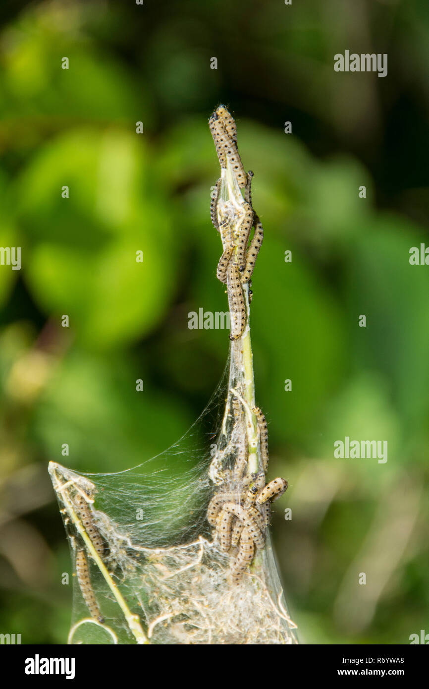 Varmints hi-res stock photography and images - Alamy