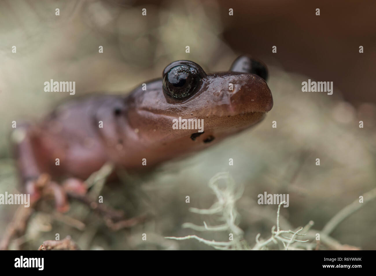 Arboreal Salamander Teeth