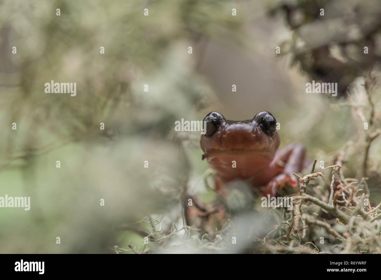 Salamander Face
