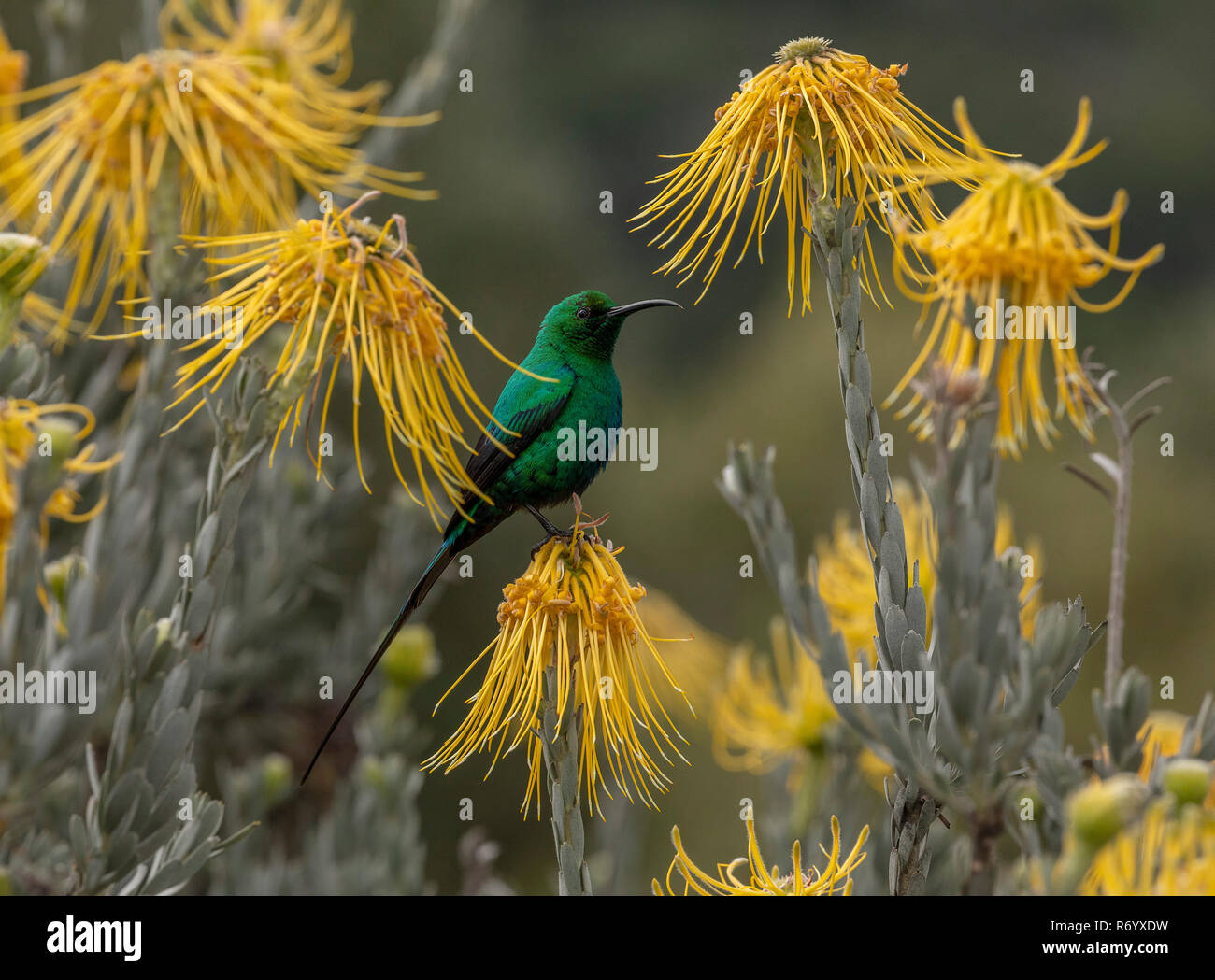 Malachite Sunbird, Nectarinia famosa feeding on pincushion ...