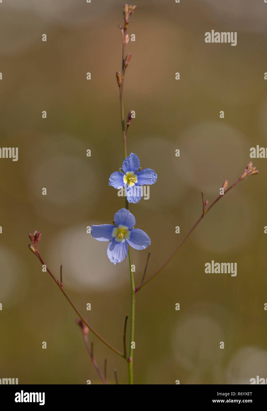 Heliophila hi-res stock photography and images - Alamy