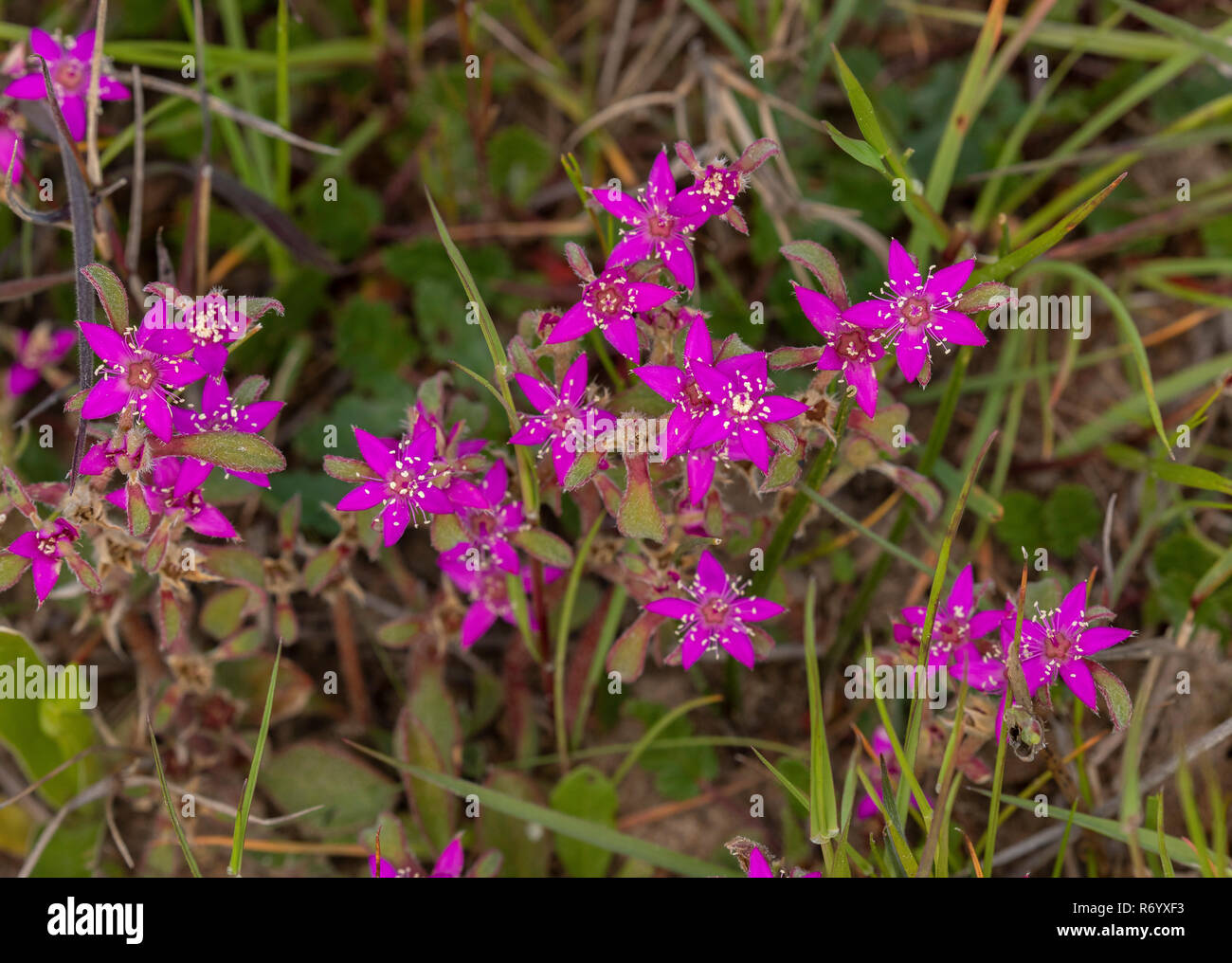 Aizoon rarum hi-res stock photography and images - Alamy