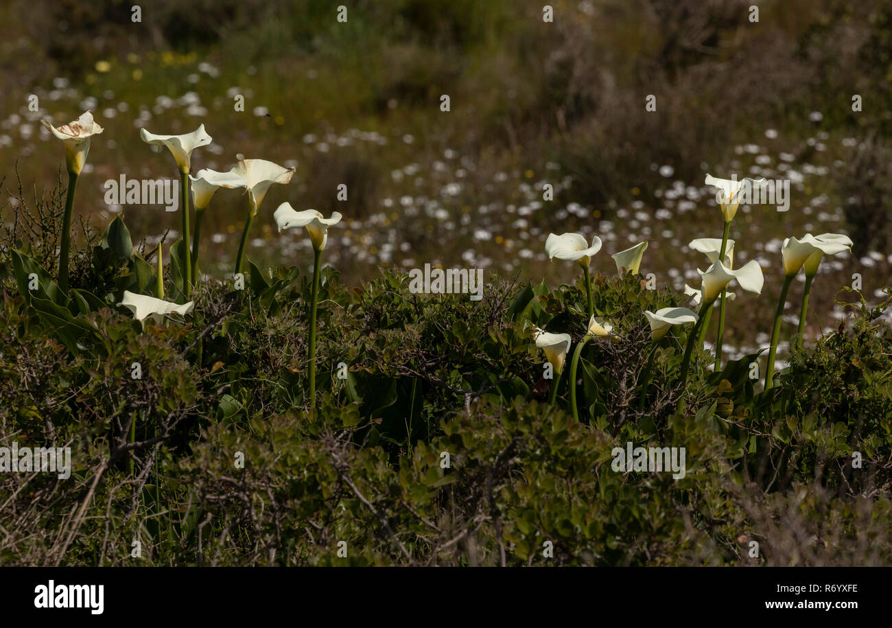 Cape lily flower hi-res stock photography and images - Alamy