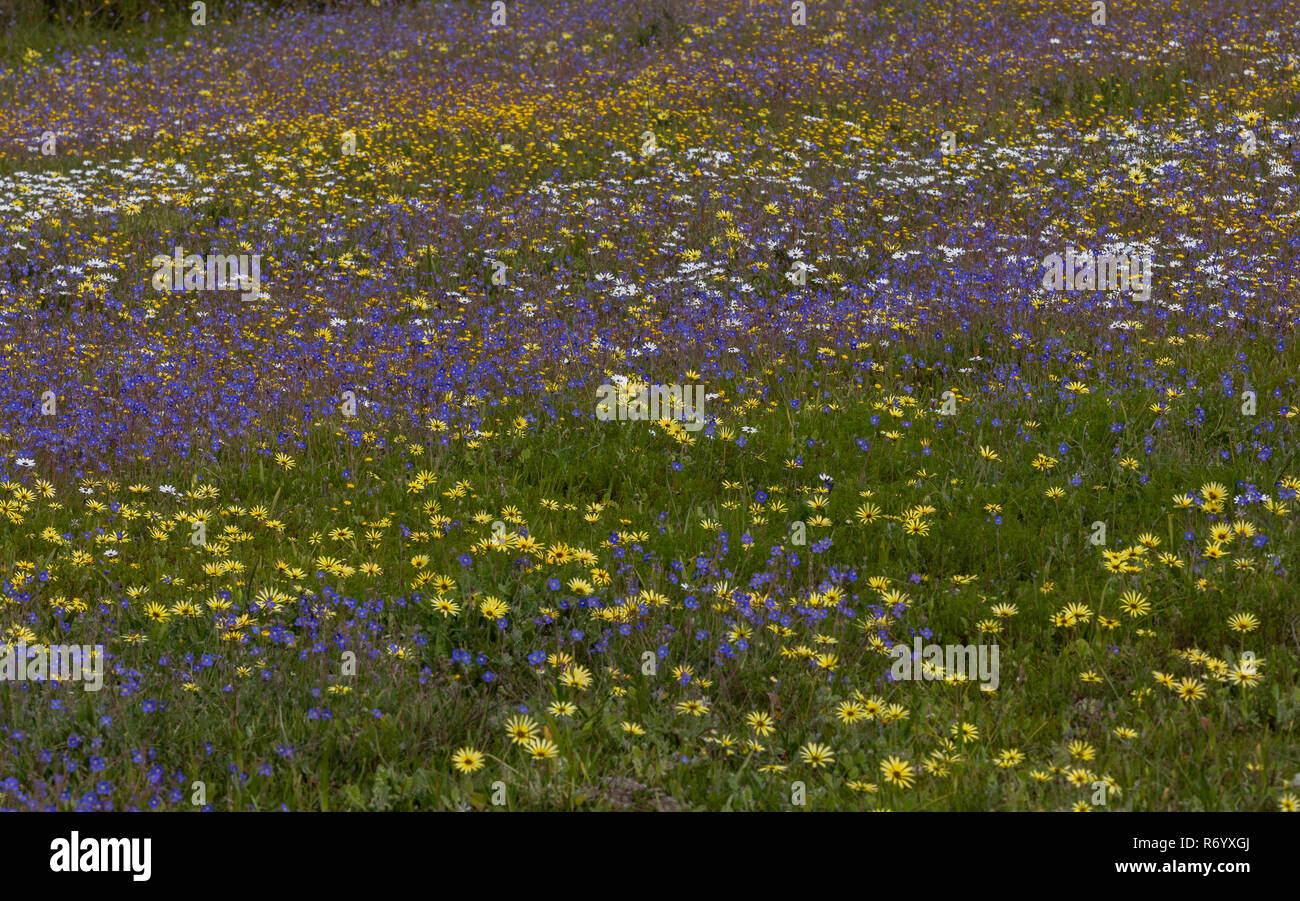 Western flowers hi-res stock photography and images - Alamy