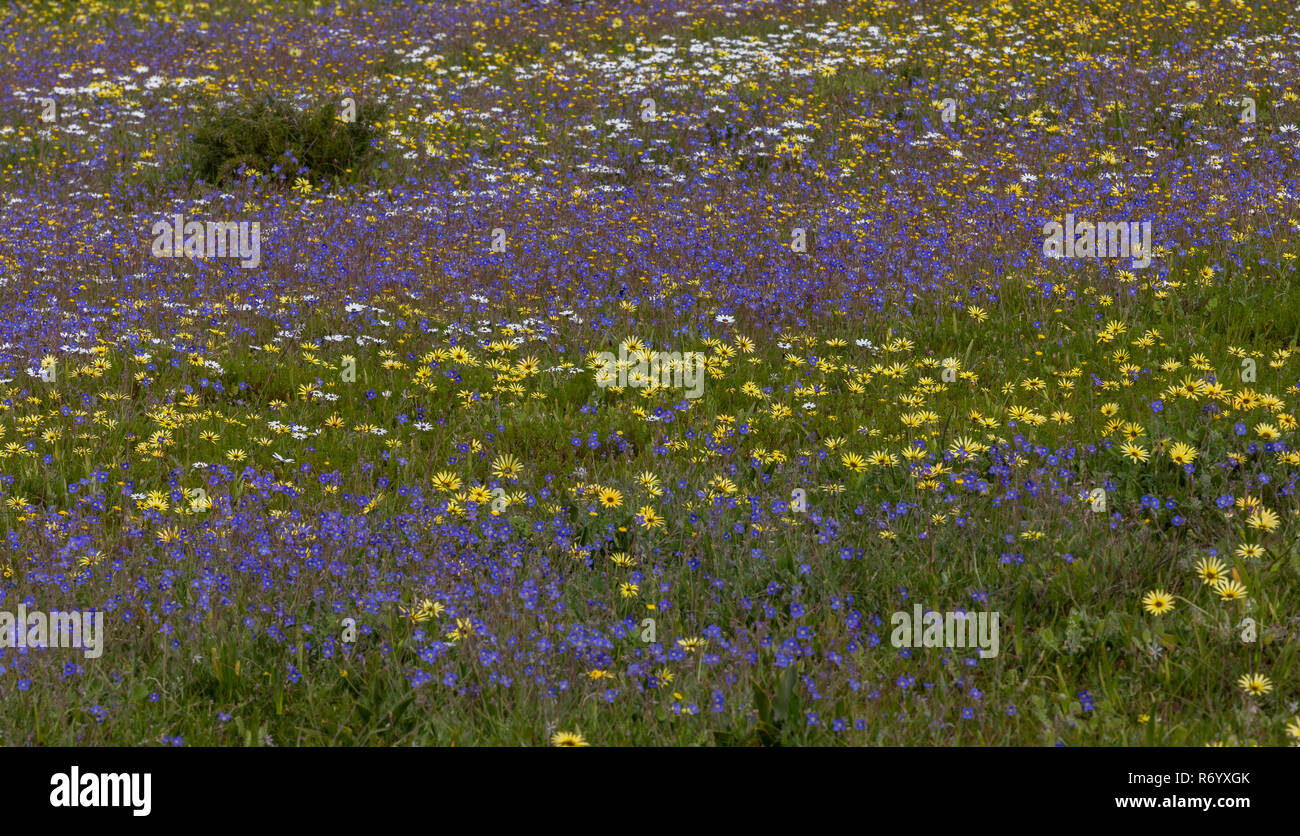 South african dandelion cape weed hi-res stock photography and images ...