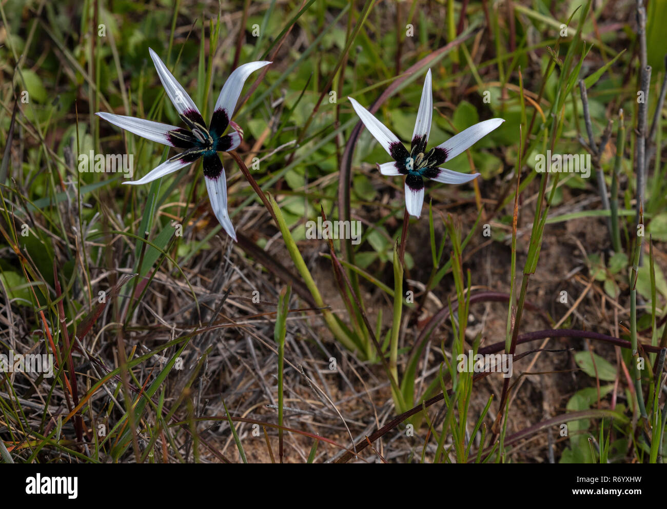 Peacock Cape Star, Pauridia capensis, in flower; western Cape, South ...