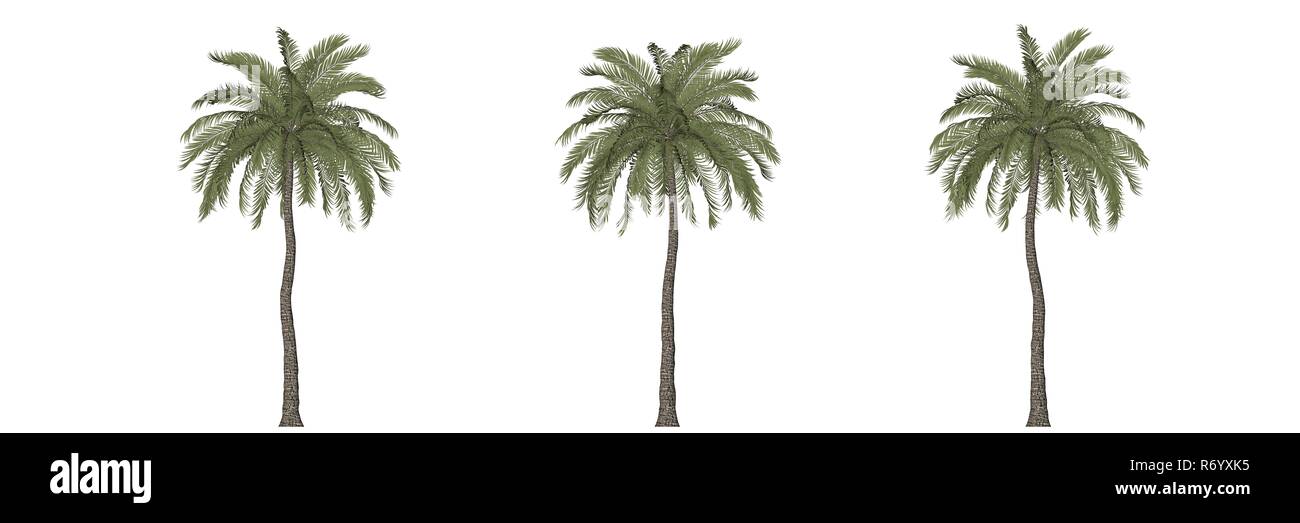 3d rendering of three trees isolated on white Stock Photo - Alamy