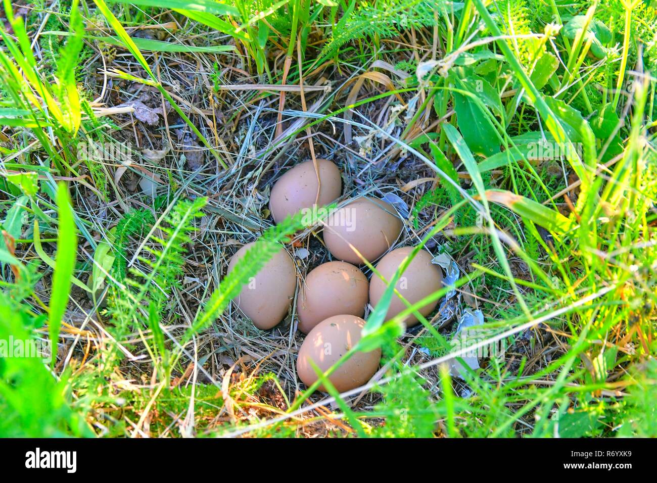 Phasianus colchicus pheasant nest hi-res stock photography and images ...