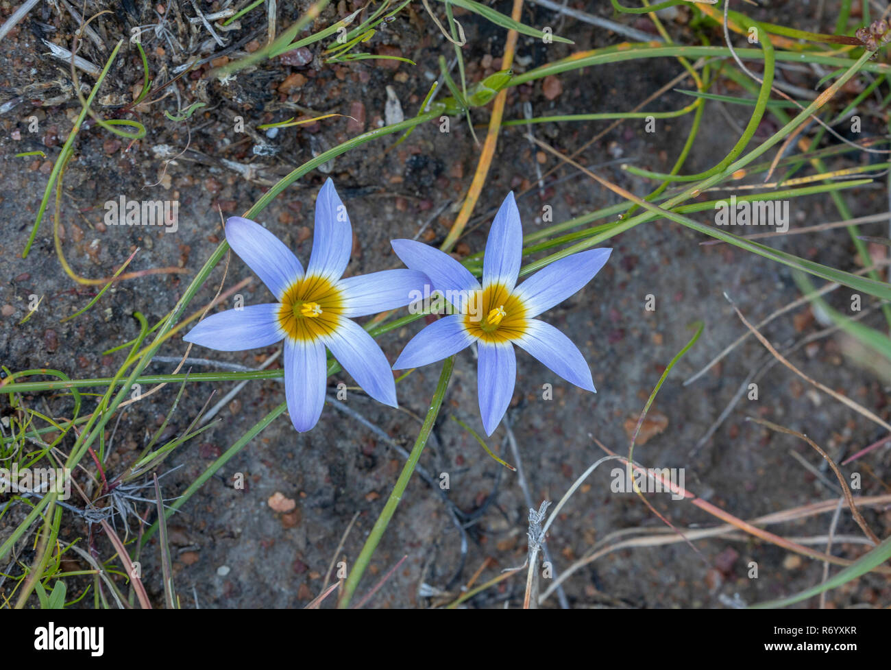 Romulea tabularis hi-res stock photography and images - Alamy